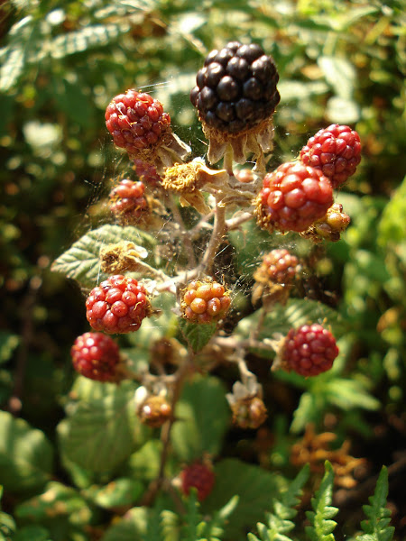 Blackberries | Project Noah