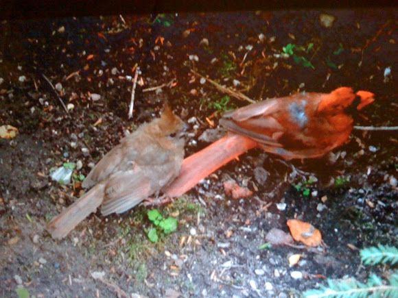 Cardinal | Project Noah