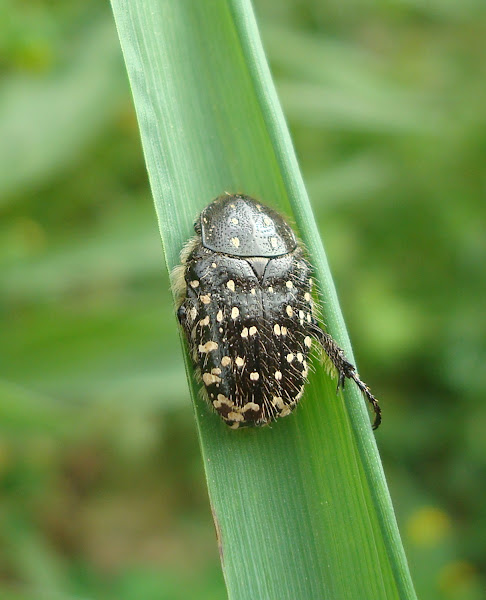 Phytophagous Beetle | Project Noah