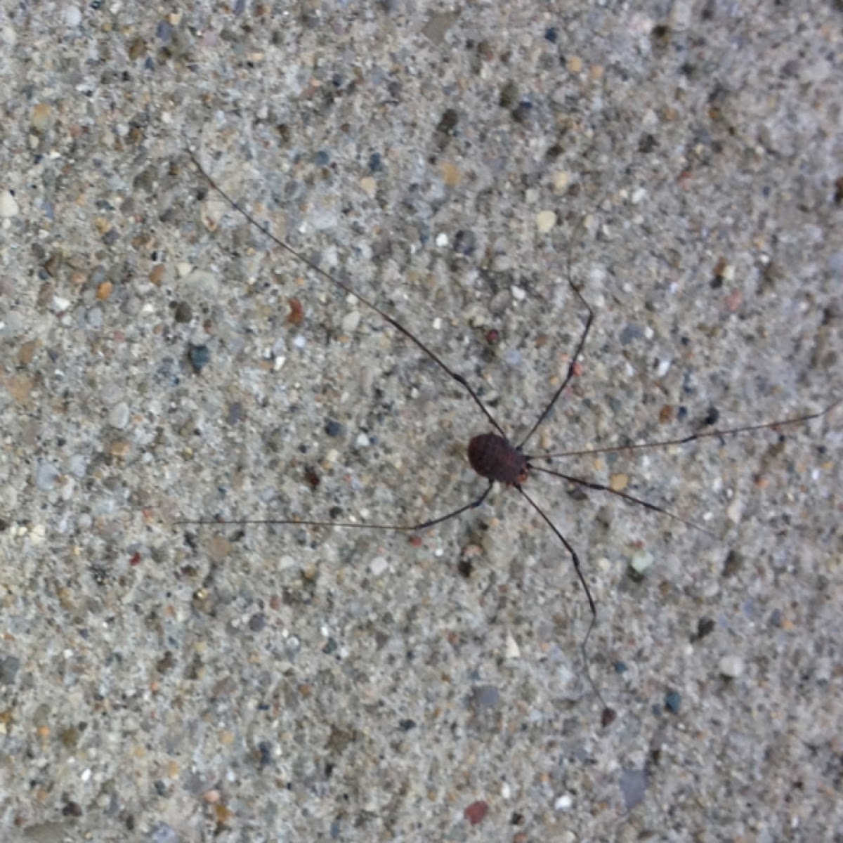 Harvestman | Project Noah
