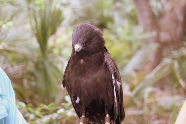 Red-tailed Hawk (dark morph) | Project Noah