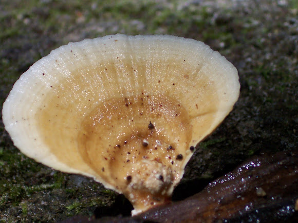 shelf fungus | Project Noah