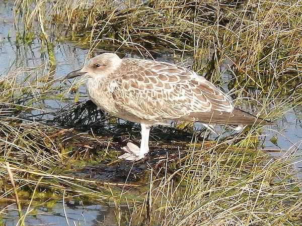 European Herring Gull (Fledgling) | Project Noah