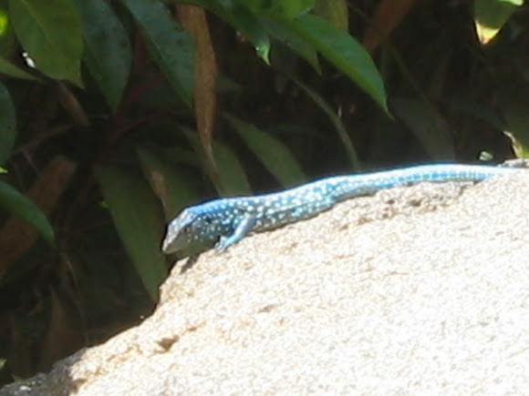 Aruban whiptail lizard | Project Noah