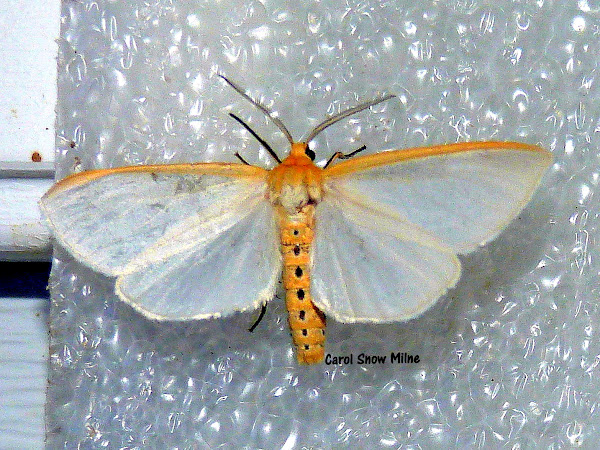 Delicate Cycnia Moth | Project Noah