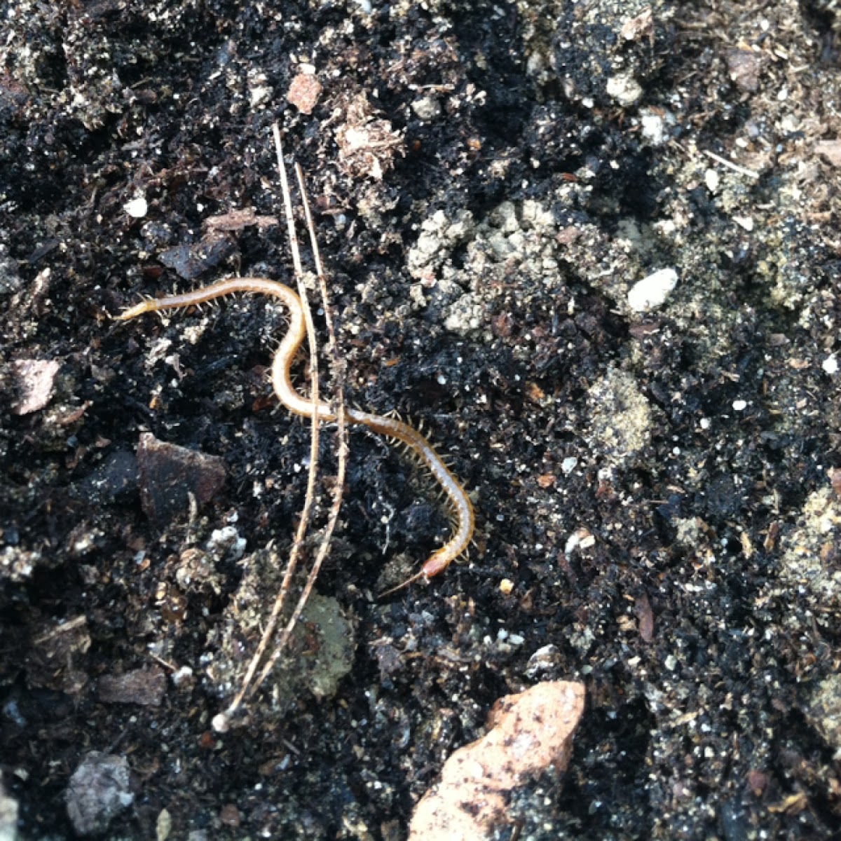 Cryptopid centipede | Project Noah