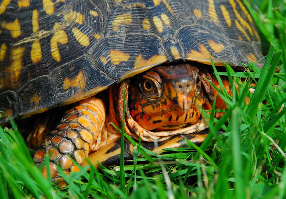 Eastern Box Turtle | Project Noah