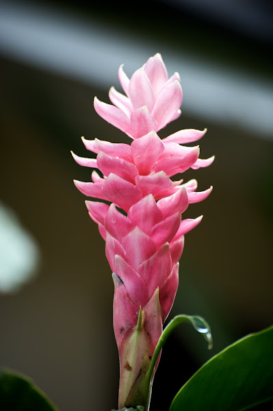 Red Ginger | Project Noah