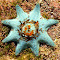 Cushion Sea Star | Project Noah