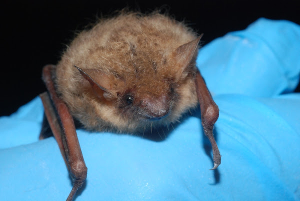 Tri-colored Bat | Project Noah