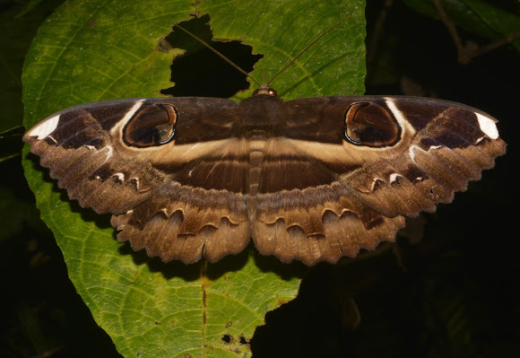 Erebid Moth | Project Noah