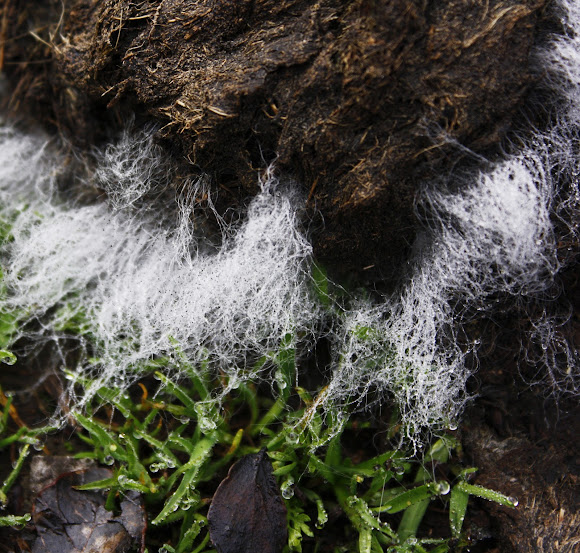 Phycomyces nitens | Project Noah