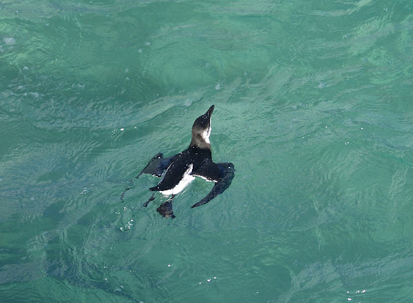Razorbill | Project Noah