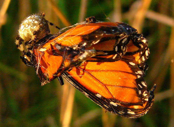 Shamrock Orb Weaver Spider Vs. Monarch | Project Noah