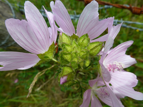 Moschus-Malve, Musk-mallow | Project Noah