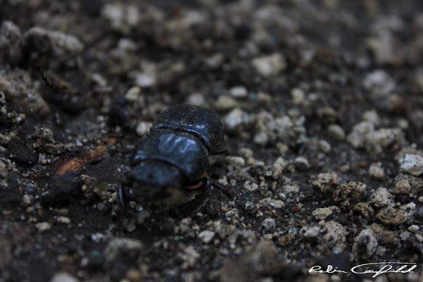 Jerusalem Beetle | Project Noah