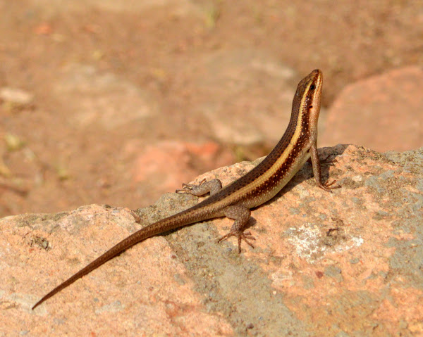 Striped Skink | Project Noah