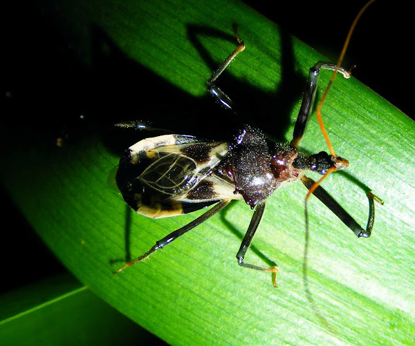Assassin Bug | Project Noah