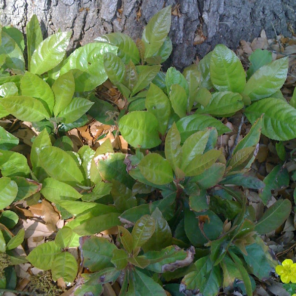 Unknown | Project Noah