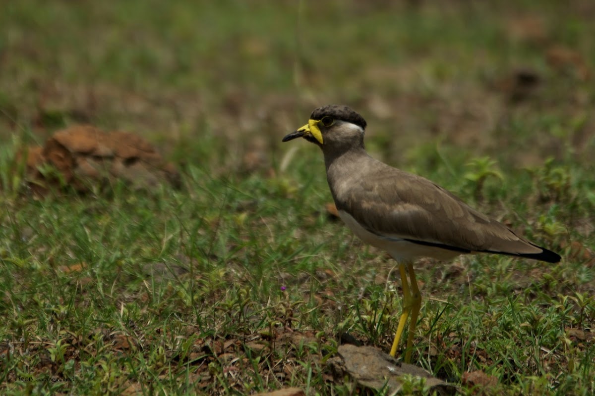 Yellow Wattled Lapwing | Project Noah