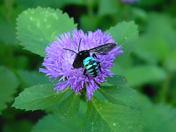 neon cuckoo bee | Project Noah