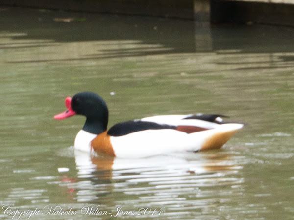 Shelduck | Project Noah