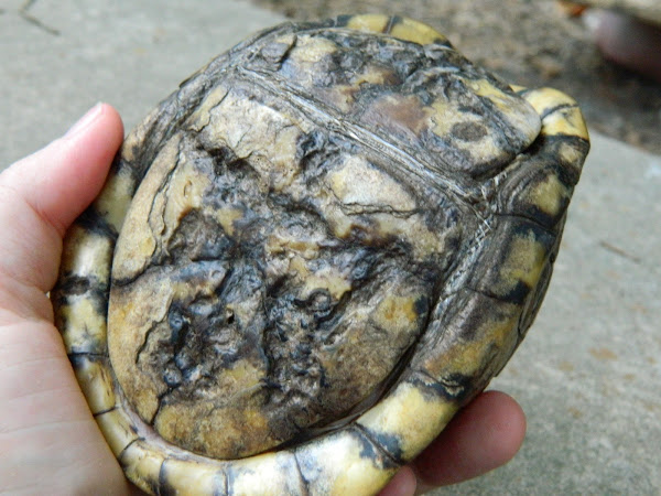 Three-toed Box turtle | Project Noah