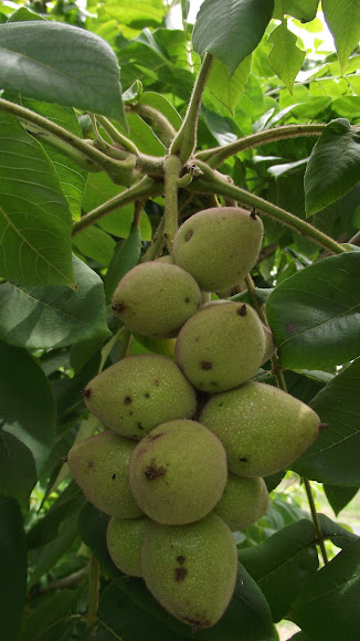 Japanese Walnut | Project Noah