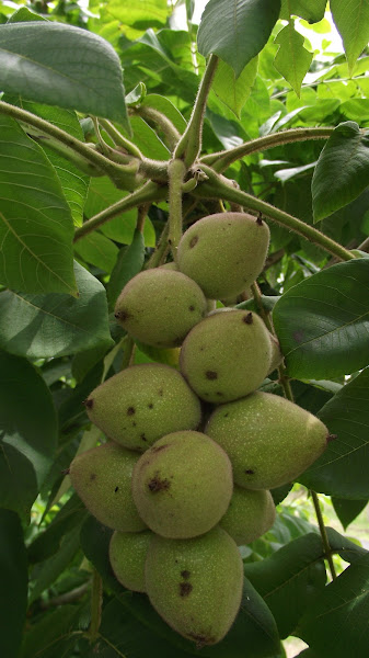 Japanese Walnut | Project Noah