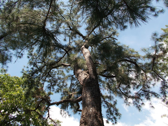 Caribbean Pine | Project Noah