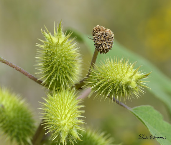 Nuestro mundo de Plantas: Conocimiento Natural