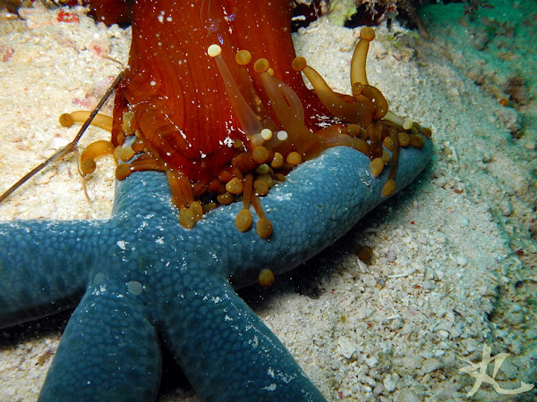 Corallimorpharian | Project Noah