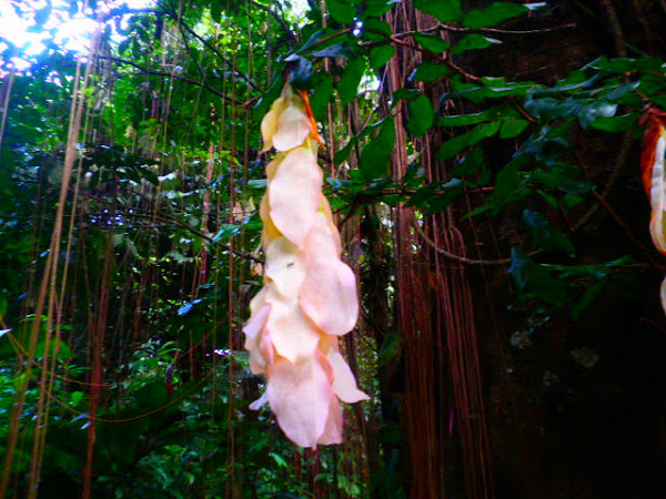 Pohon sapu tangan ( sapu tangan tree ) | Project Noah