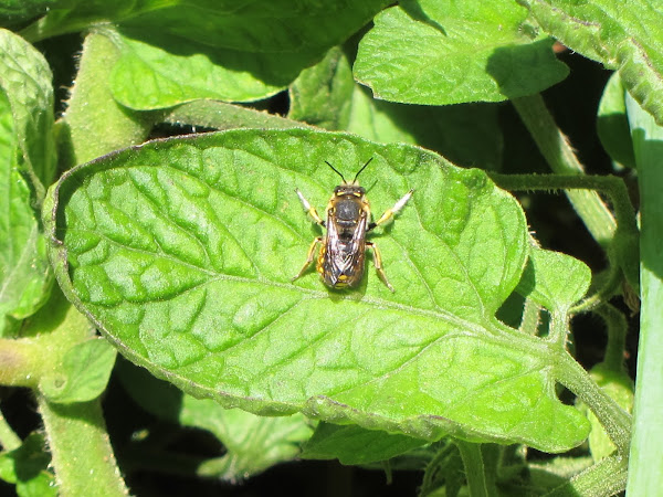 Wool Carder Bee | Project Noah