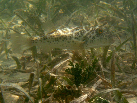 Checkered Puffer | Project Noah