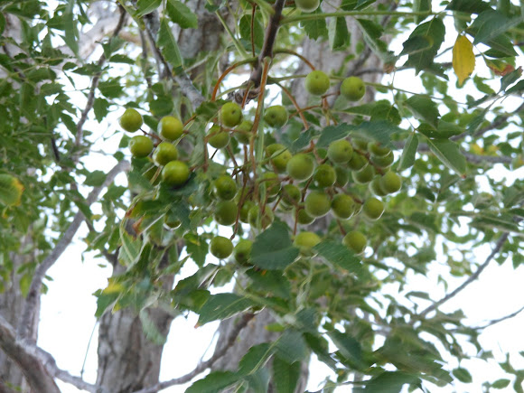 Chinaberry Tree | Project Noah