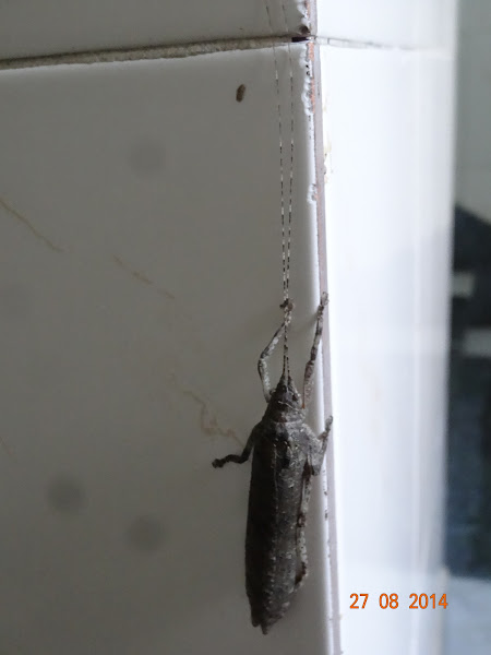 Katydid | Project Noah