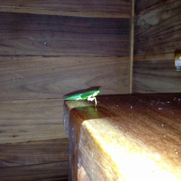 Peruvian Shield Mantis | Project Noah