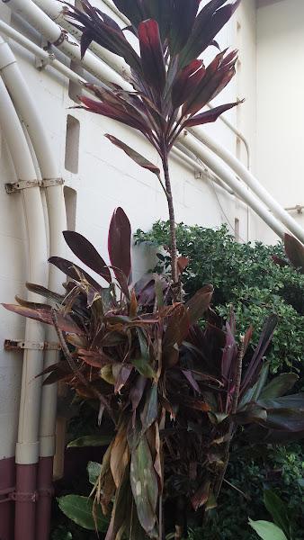 Red Ti Leaf | Project Noah