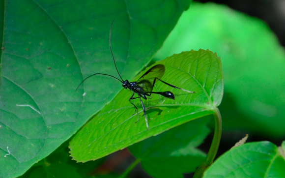Pelecinid wasp | Project Noah