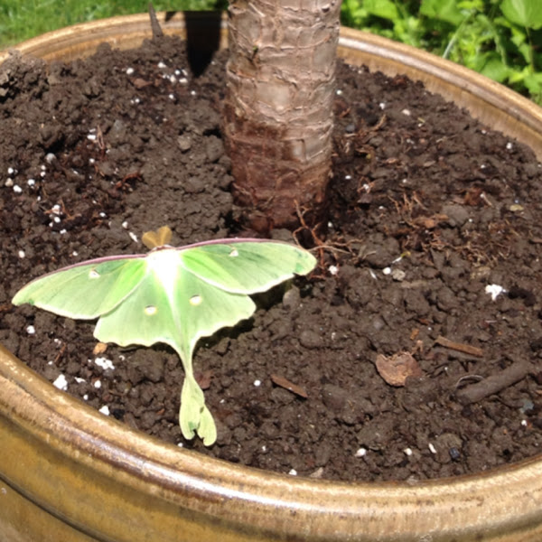Luna Moth | Project Noah