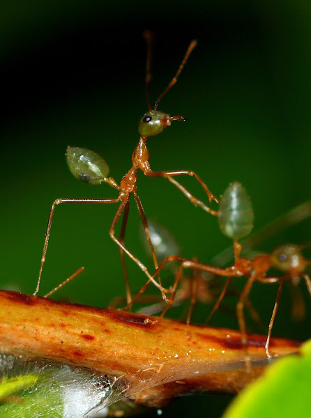 Green Tree Ant | Project Noah