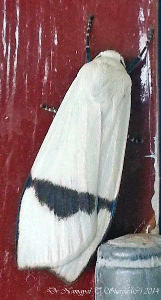 Arctiid Moth | Project Noah