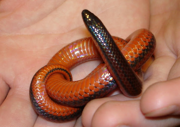 Middle American Burrowing Snake | Project Noah