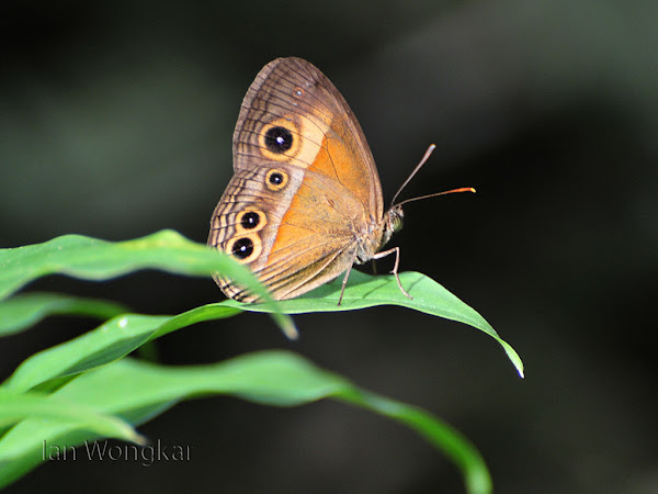 Orange bush-brown butterfly | Project Noah