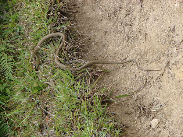 Culebra | Project Noah