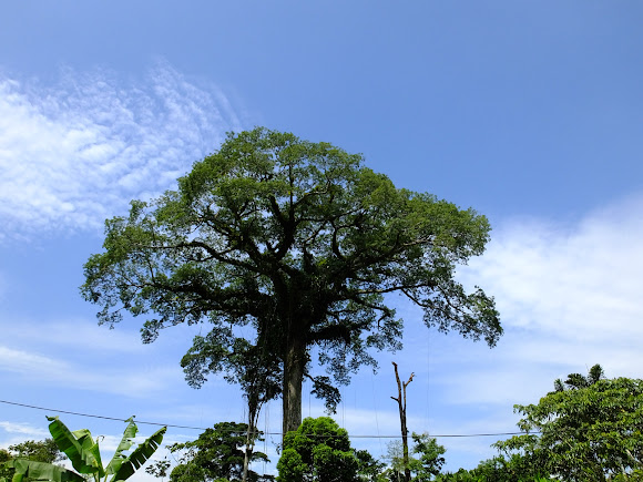 ceiba tree | Project Noah