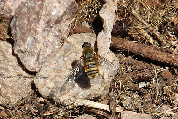 Bee Fly | Project Noah