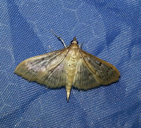 Crambid Moth | Project Noah