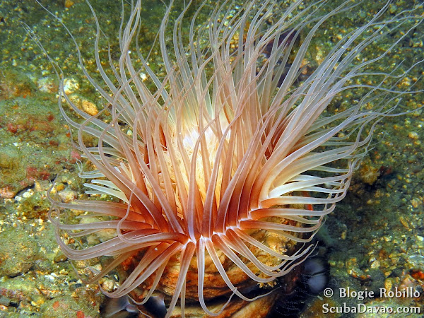 Flower Tube Anemone | Project Noah